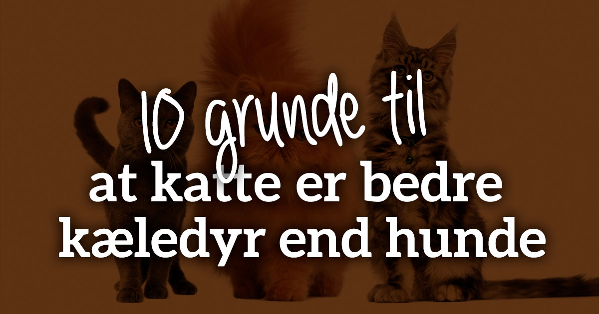 10 grunde til, hvorfor katte er bedre kæledyr end hunde