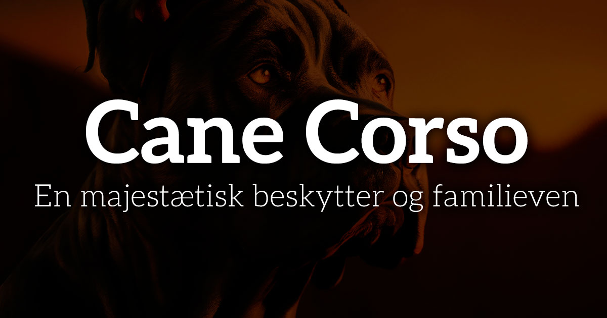 Leder du efter en bestemt hunderacer? Find den her