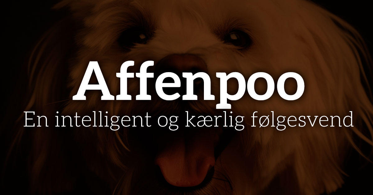 Affenpoo: Alt hvad du skal vide om denne hunderace