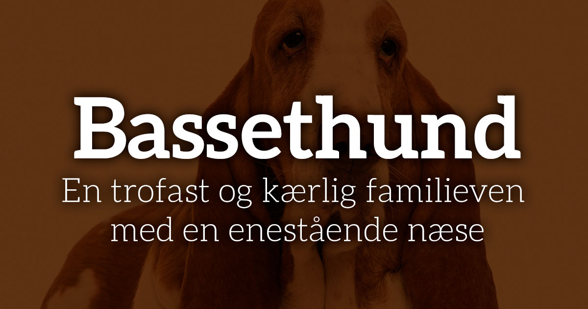 Leder du efter en bestemt hunderacer? Find den her