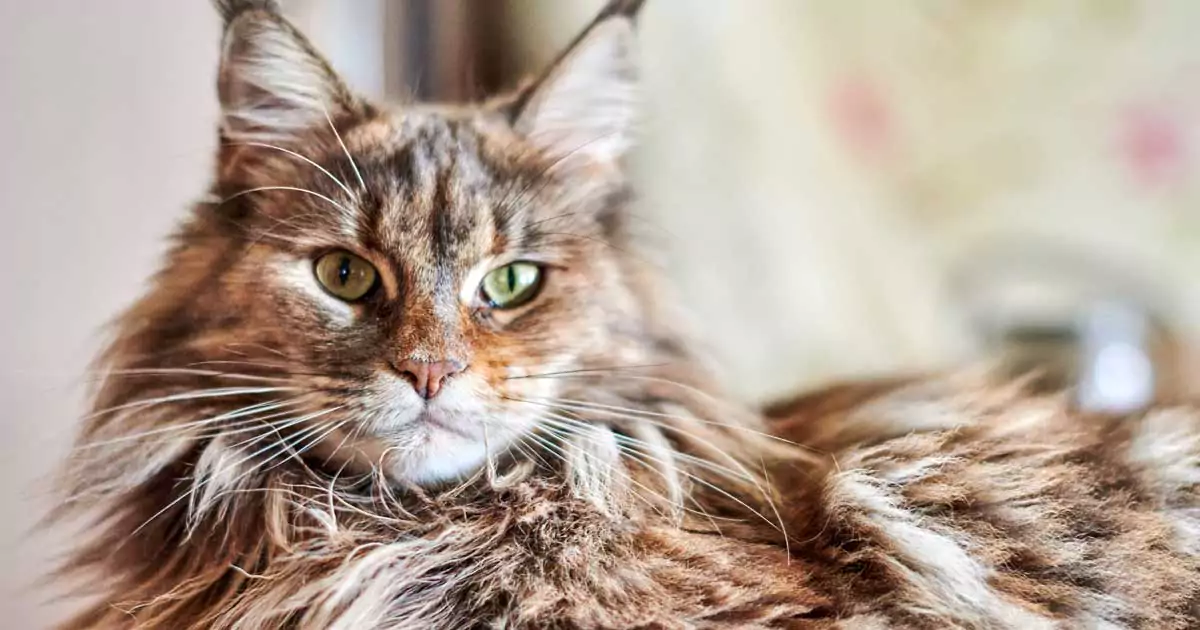 Alt om Maine Coon: En omfattende guide til racen