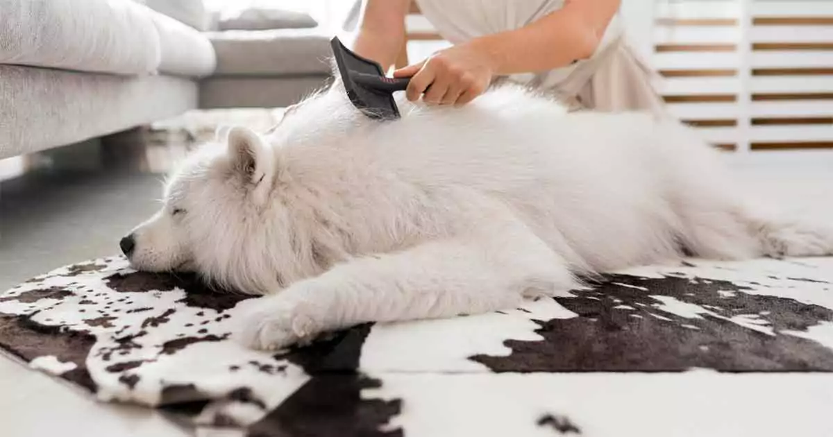 Pelspleje hos hund - guide til både kort- og langhårede hunde